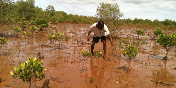 What are mangroves and why are they so important?