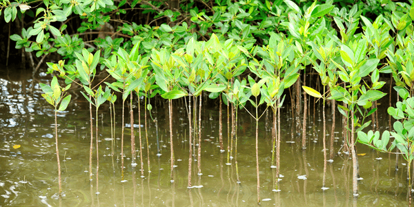 What are mangroves and why are they so important?